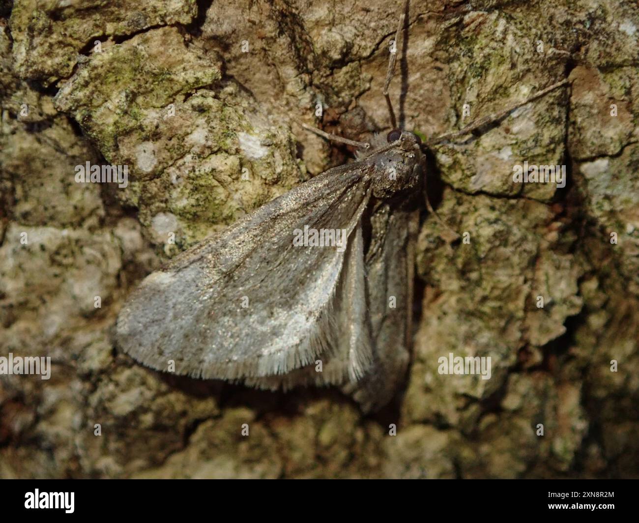 Fall Cankerworm Moth (Alsophila pometaria) Insecta Stock Photo - Alamy