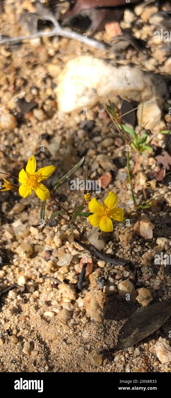Chinchweed (Pectis papposa) Plantae Stock Photo - Alamy