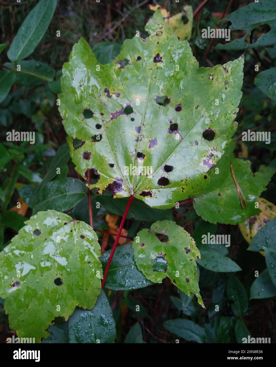 red maple (Acer rubrum) Plantae Stock Photo - Alamy