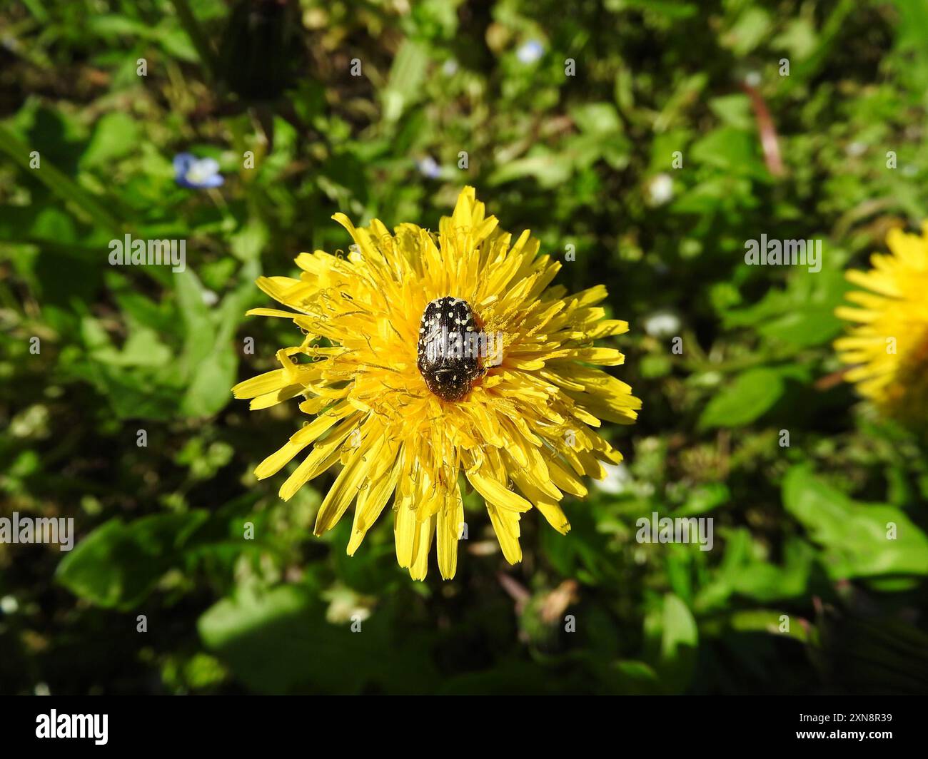 Mediterranean Spotted Chafer (Oxythyrea funesta) Insecta Stock Photo ...
