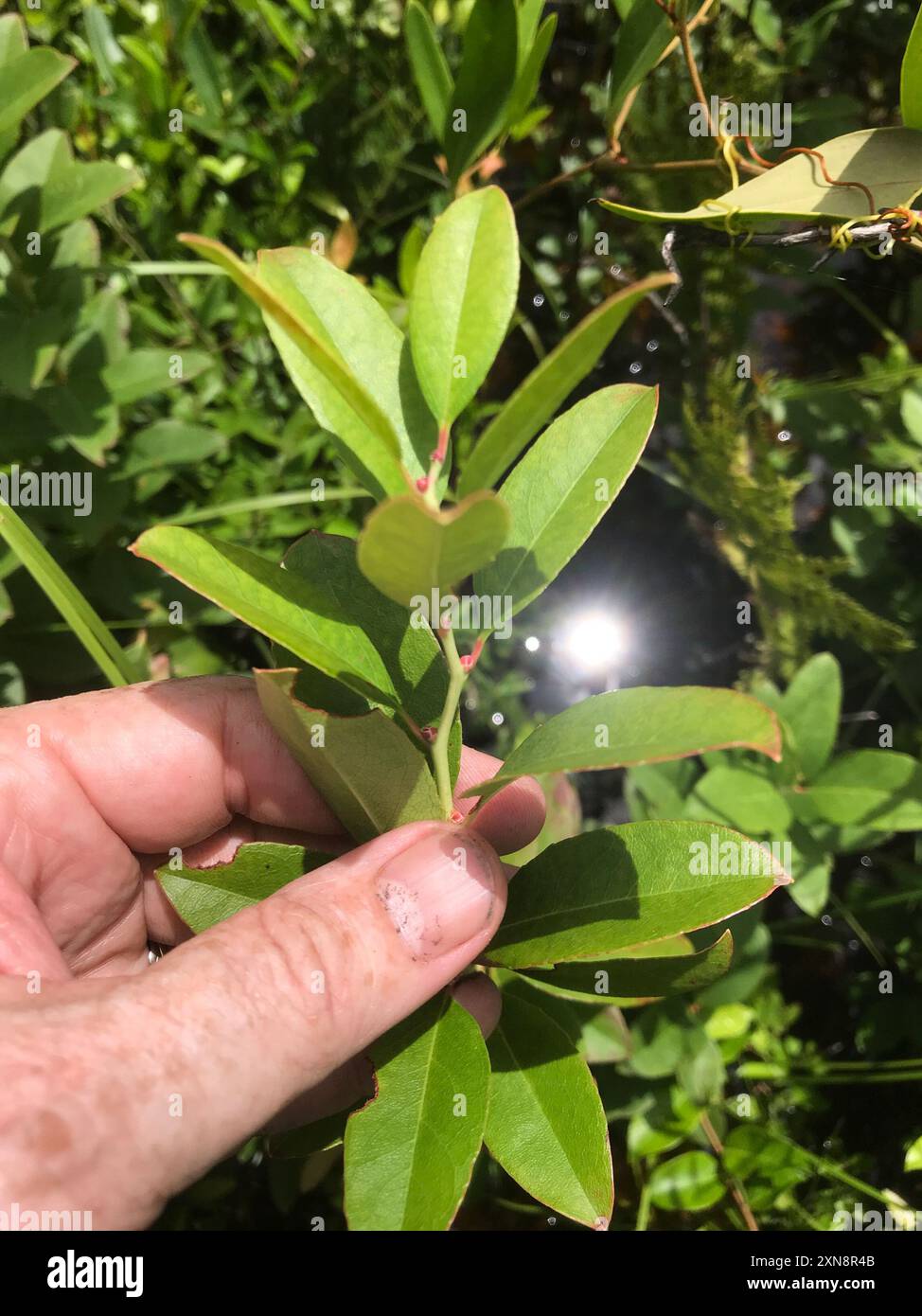 staggerbush (Lyonia mariana) Plantae Stock Photo - Alamy