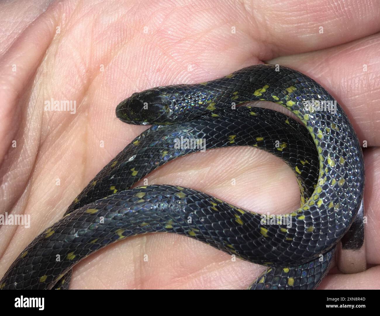 Thickhead Ground Snake (Atractus crassicaudatus) Reptilia Stock Photo ...