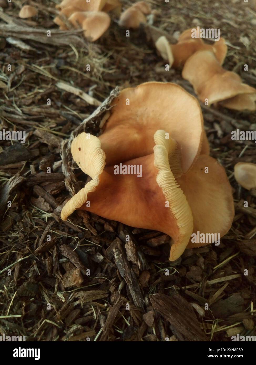 Omphalotaceae hi-res stock photography and images - Alamy