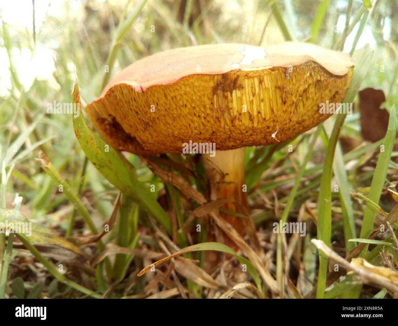 boletes (Boletaceae) Fungi Stock Photo - Alamy