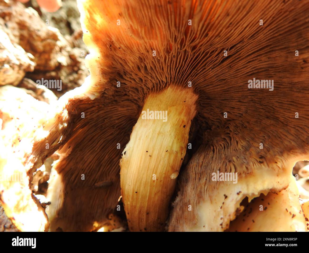 (Cyclocybe parasitica) Fungi Stock Photo - Alamy