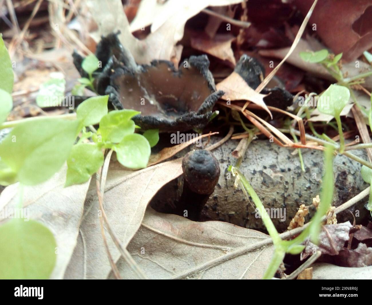 devil's urn (Urnula craterium) Fungi Stock Photo - Alamy