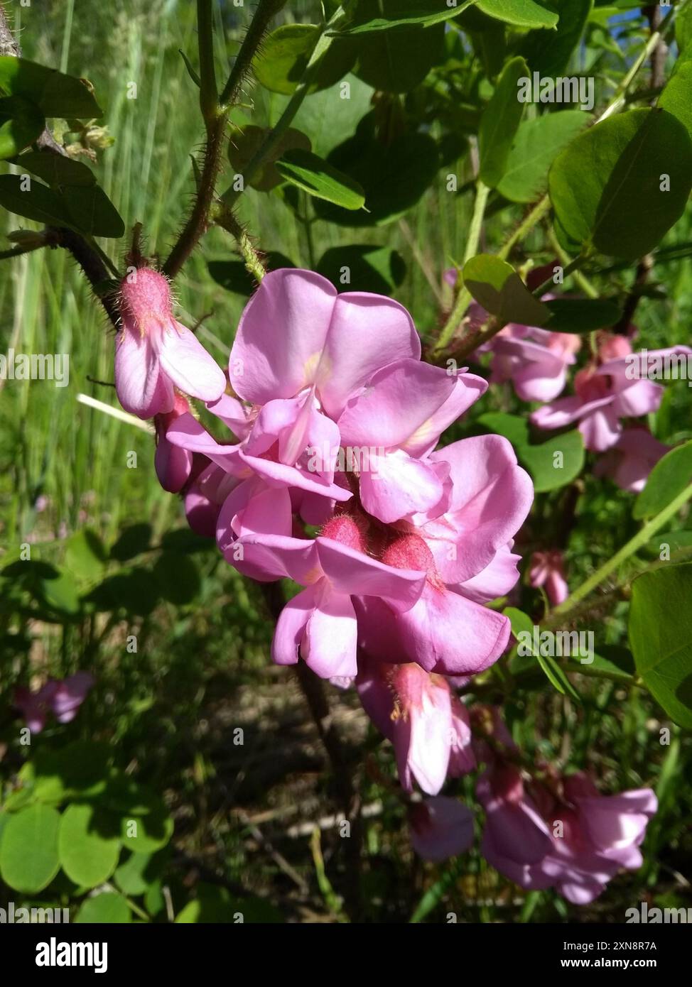 Bristly locust (Robinia hispida) Plantae Stock Photo - Alamy