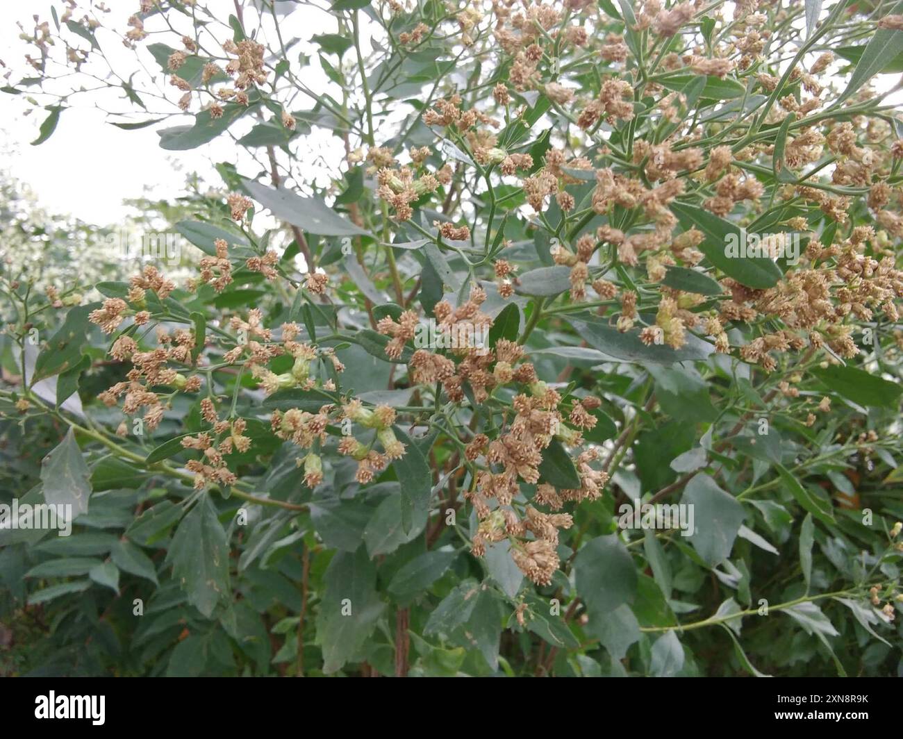 groundsel tree (Baccharis halimifolia) Plantae Stock Photo - Alamy