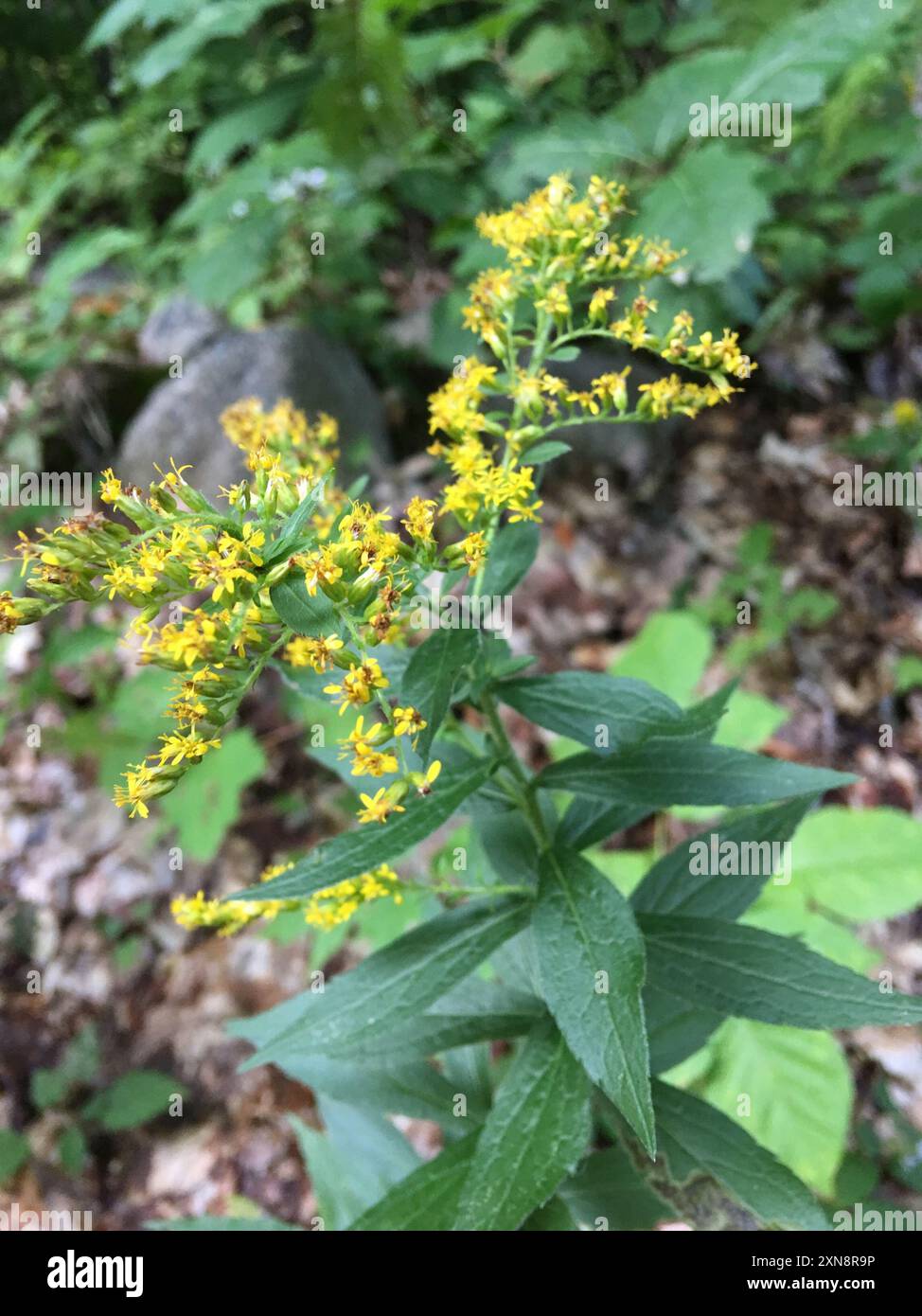common wrinkle-leaved goldenrod (Solidago rugosa) Plantae Stock Photo ...