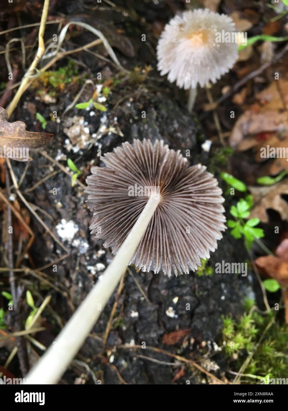 Brittlestems and Allies (Psathyrellaceae) Fungi Stock Photo - Alamy