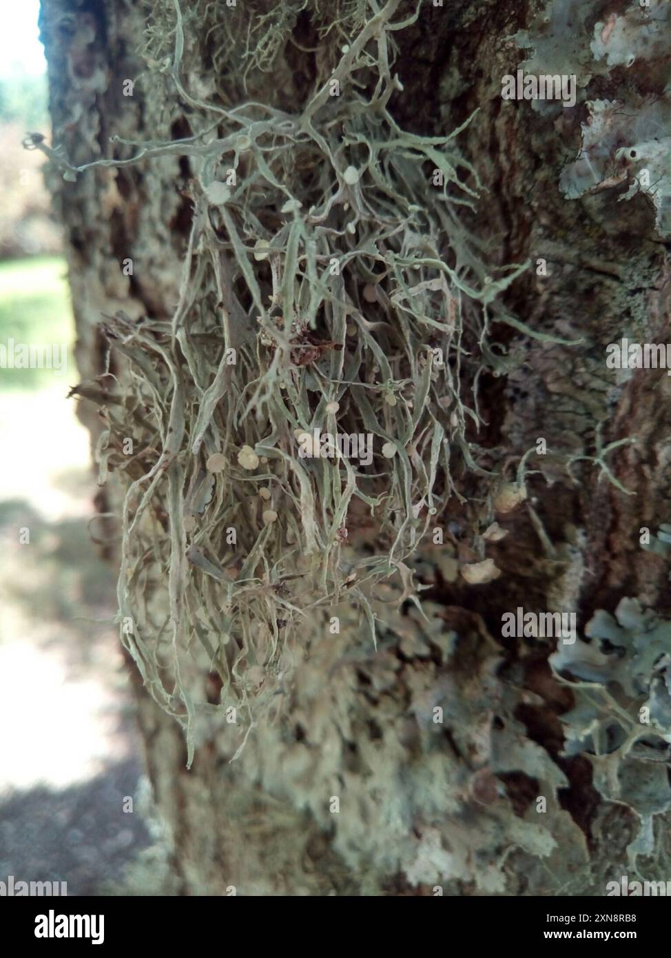bushy lichens, sea-fog lichens, and allies (Ramalinaceae) Fungi Stock ...