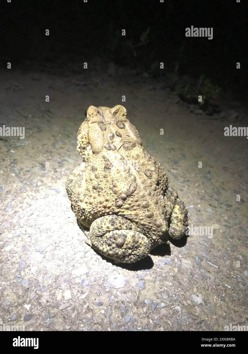 Eastern American Toad (Anaxyrus americanus americanus) Amphibia Stock ...