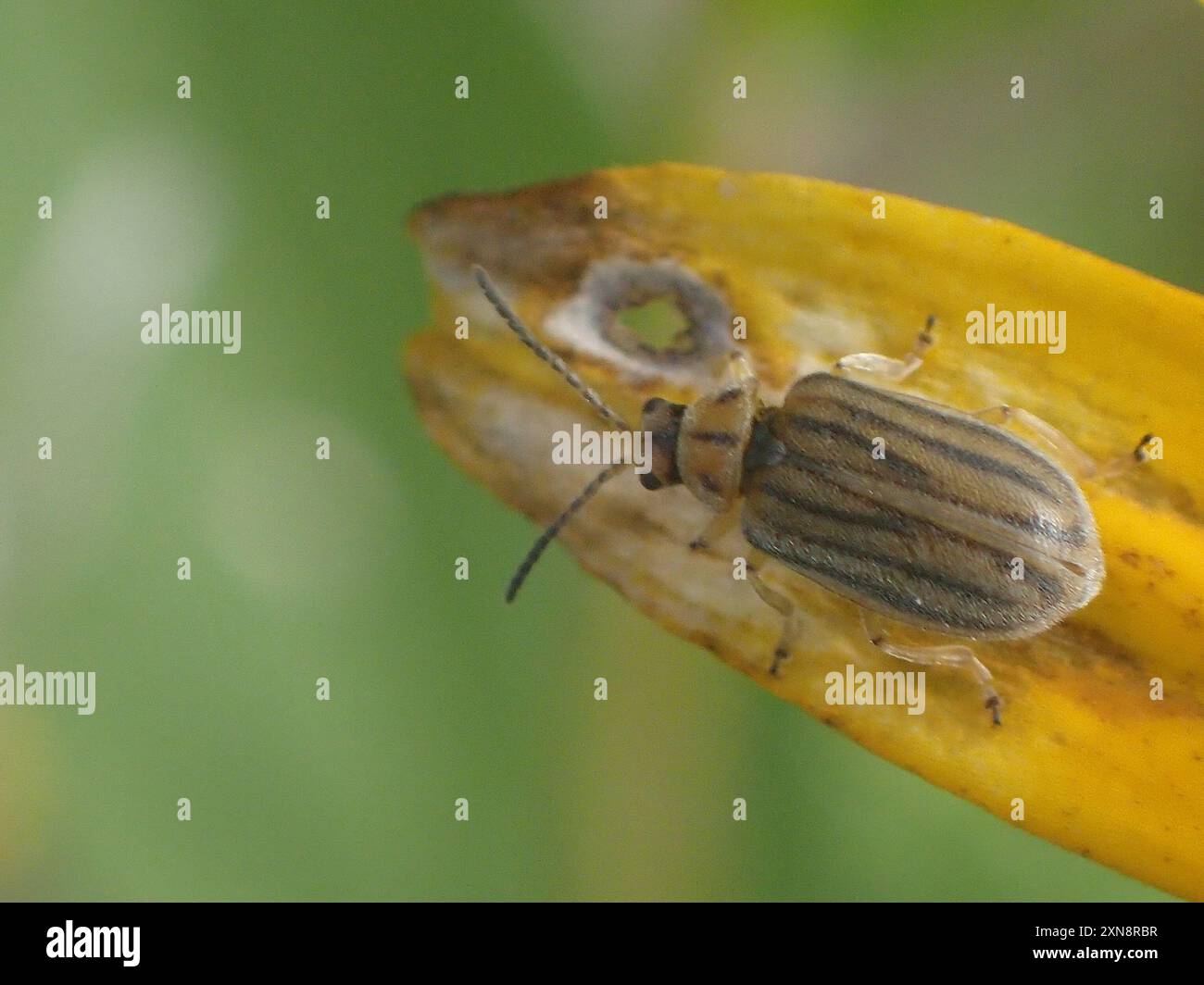 ragweed leaf beetle (Ophraella communa) Insecta Stock Photo - Alamy