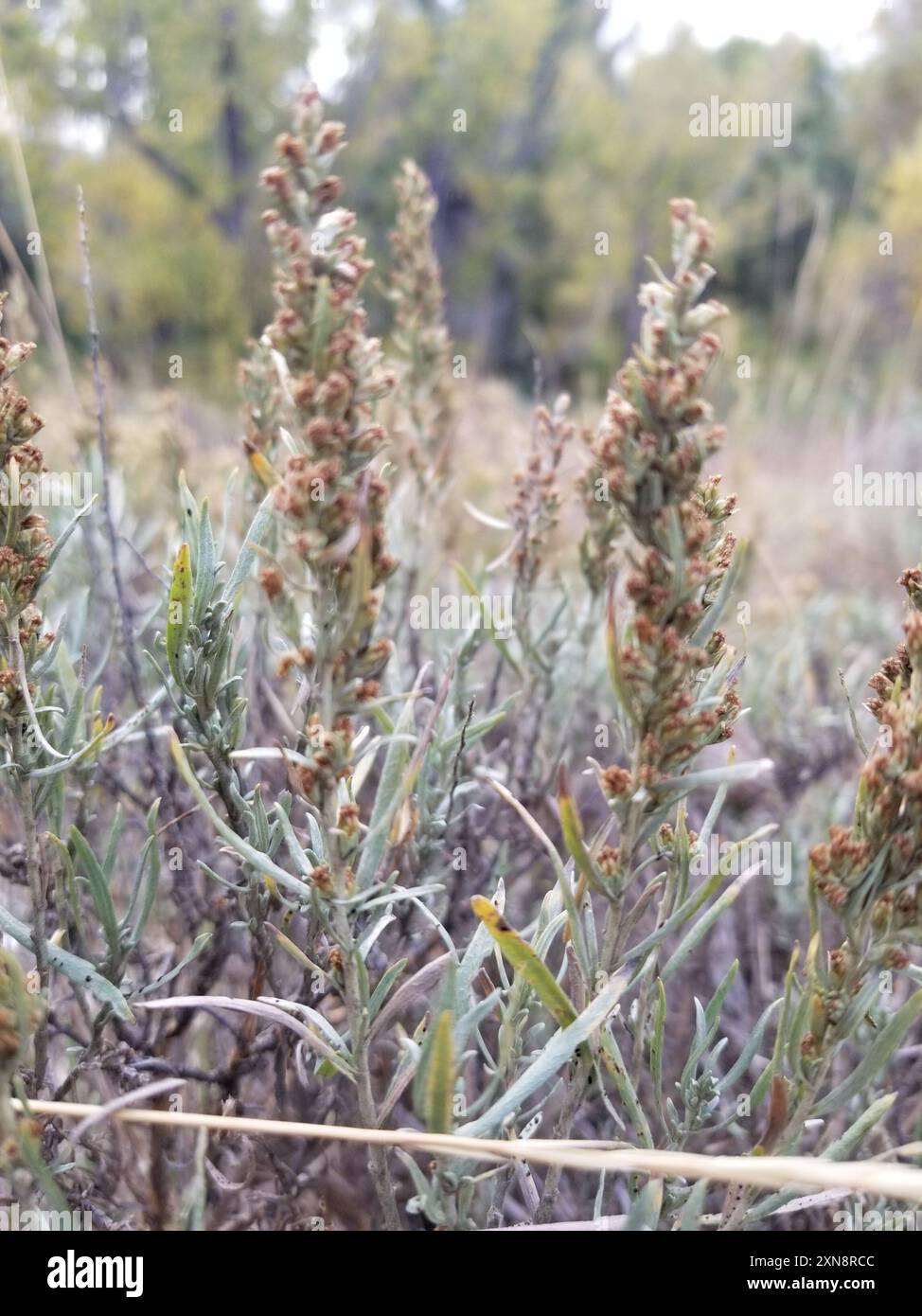 Silver Sagebrush (Artemisia cana) Plantae Stock Photo - Alamy