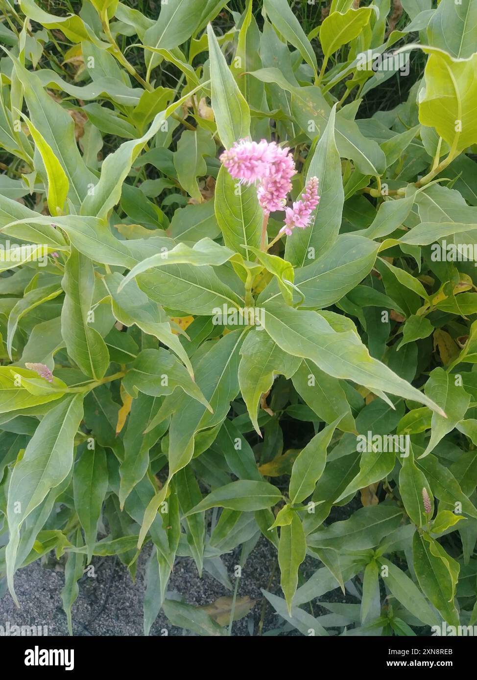 flowering plants (Angiospermae) Plantae Stock Photo - Alamy