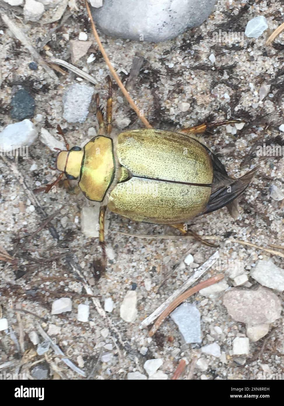 Goldsmith Beetle (Cotalpa lanigera) Insecta Stock Photo - Alamy