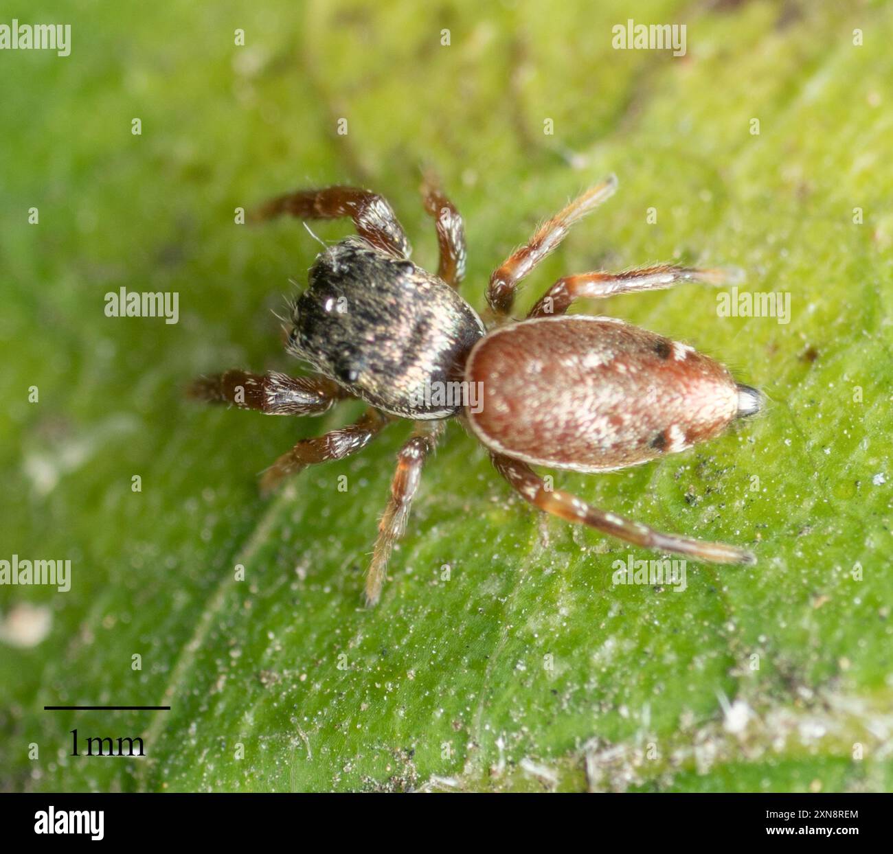 (Sassacus vitis) Arachnida Stock Photo - Alamy
