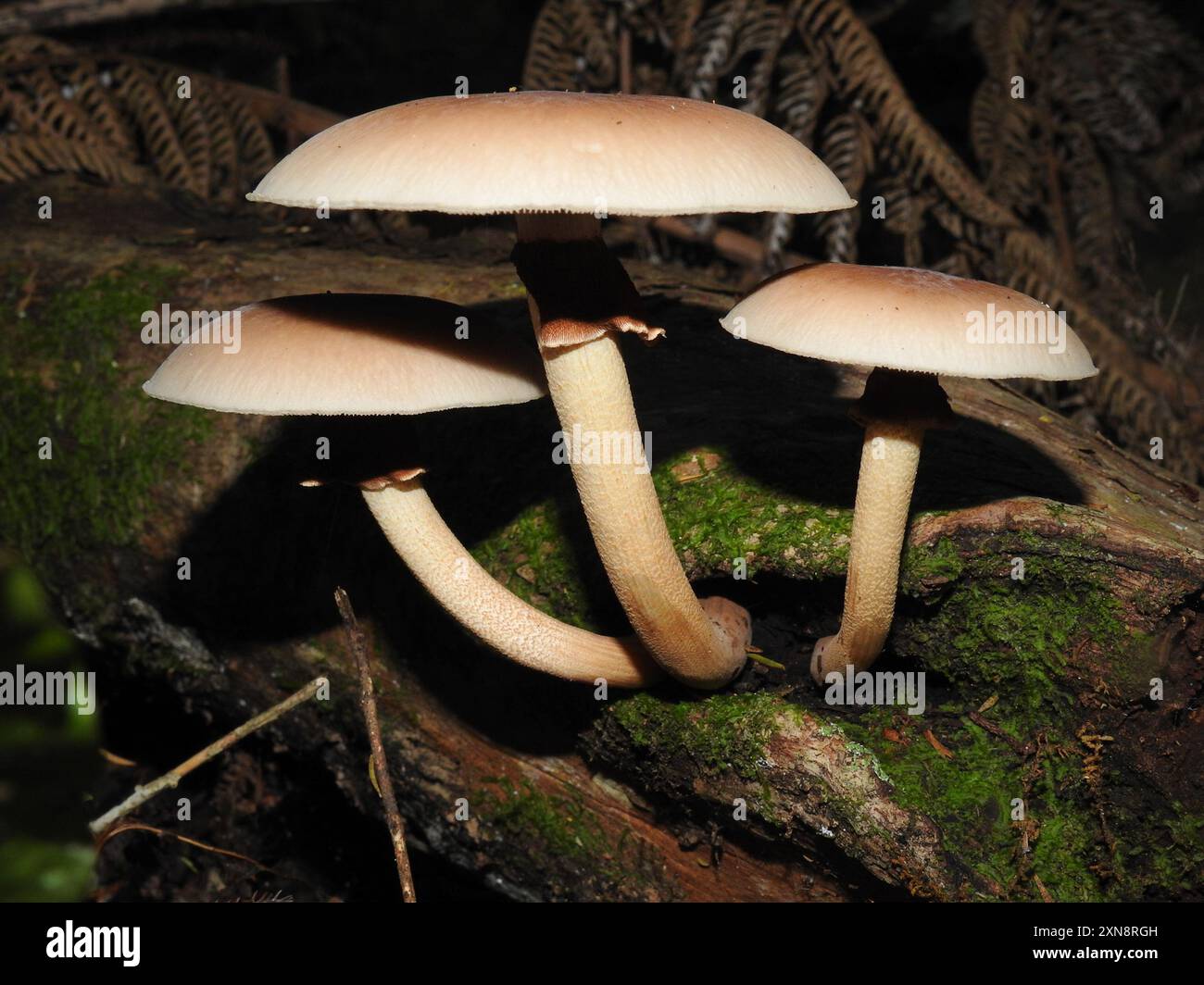 (Cyclocybe parasitica) Fungi Stock Photo - Alamy