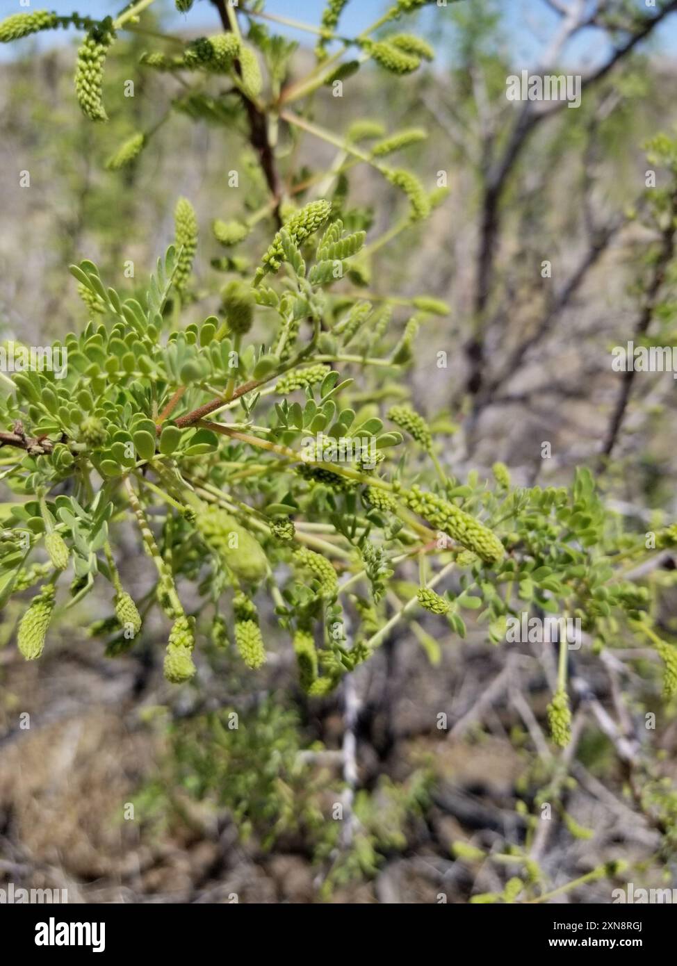 Catclaw Acacia (Senegalia greggii) Plantae Stock Photo - Alamy