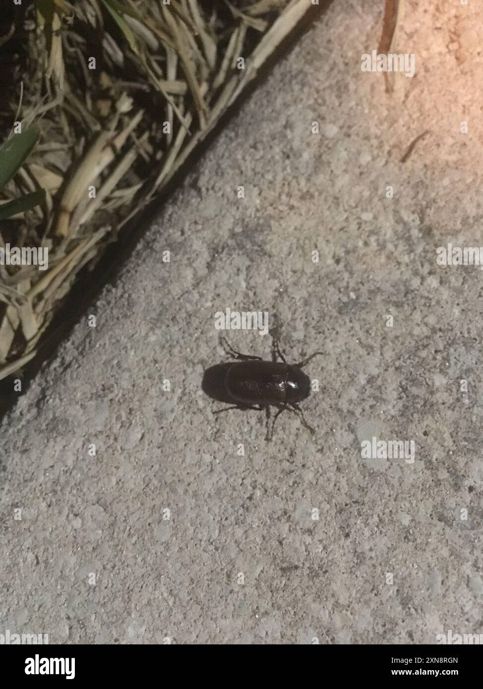 May Beetles (Phyllophaga) Insecta Stock Photo - Alamy