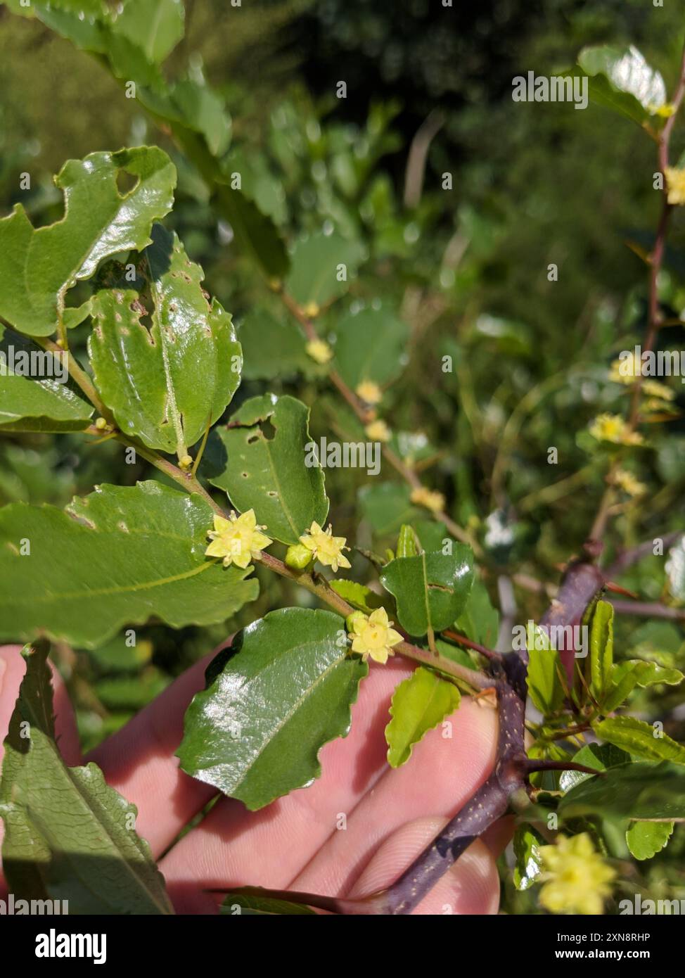 (Ziziphus jujuba spinosa) Plantae Stock Photo - Alamy