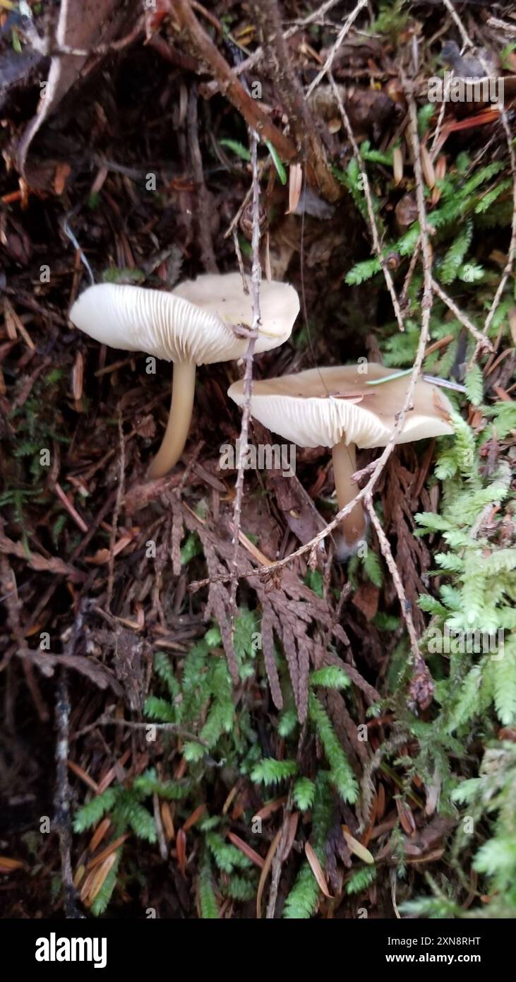 Fragrant Funnel (Clitocybe fragrans) Fungi Stock Photo - Alamy