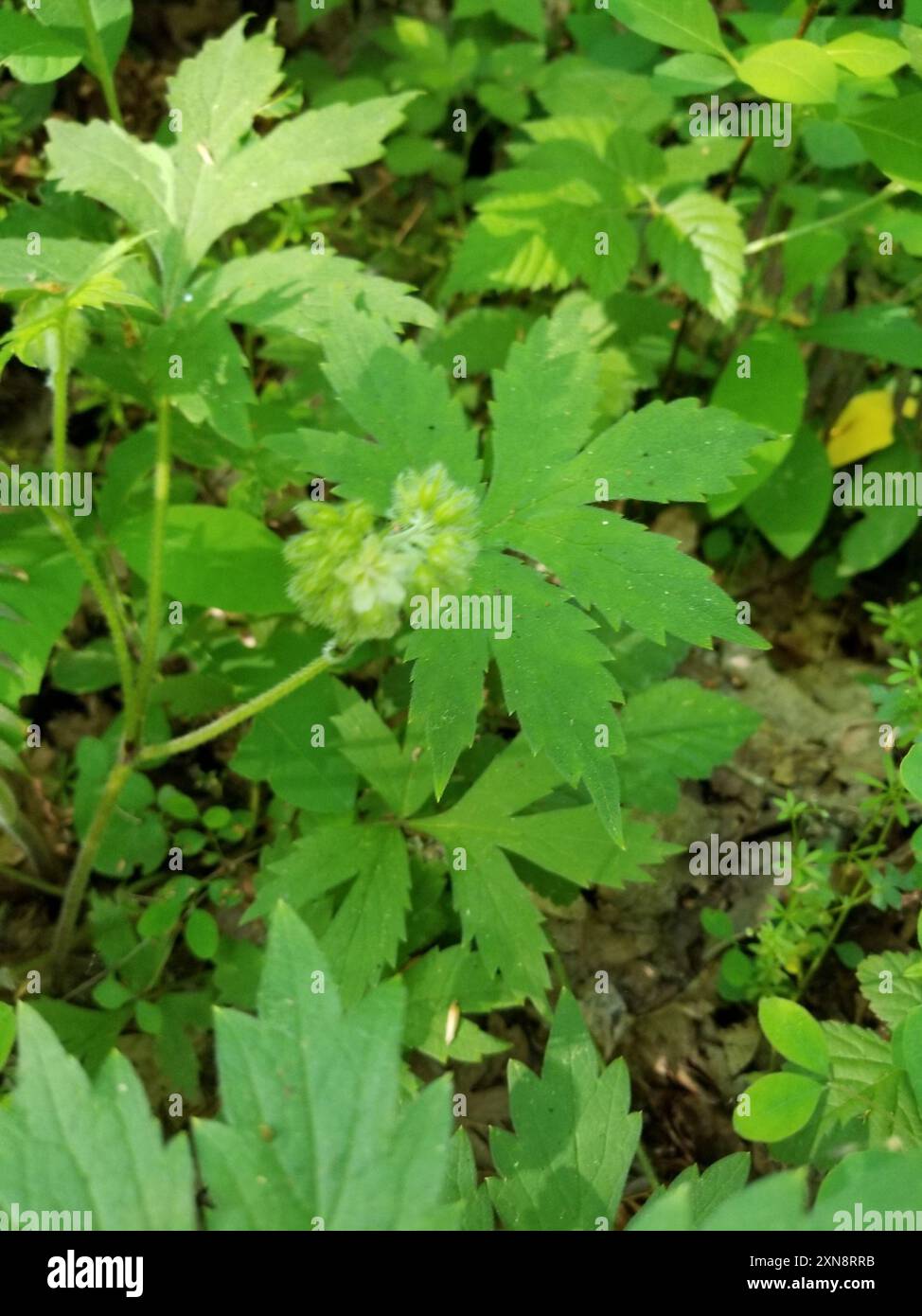 Pacific Waterleaf (Hydrophyllum tenuipes) Plantae Stock Photo - Alamy