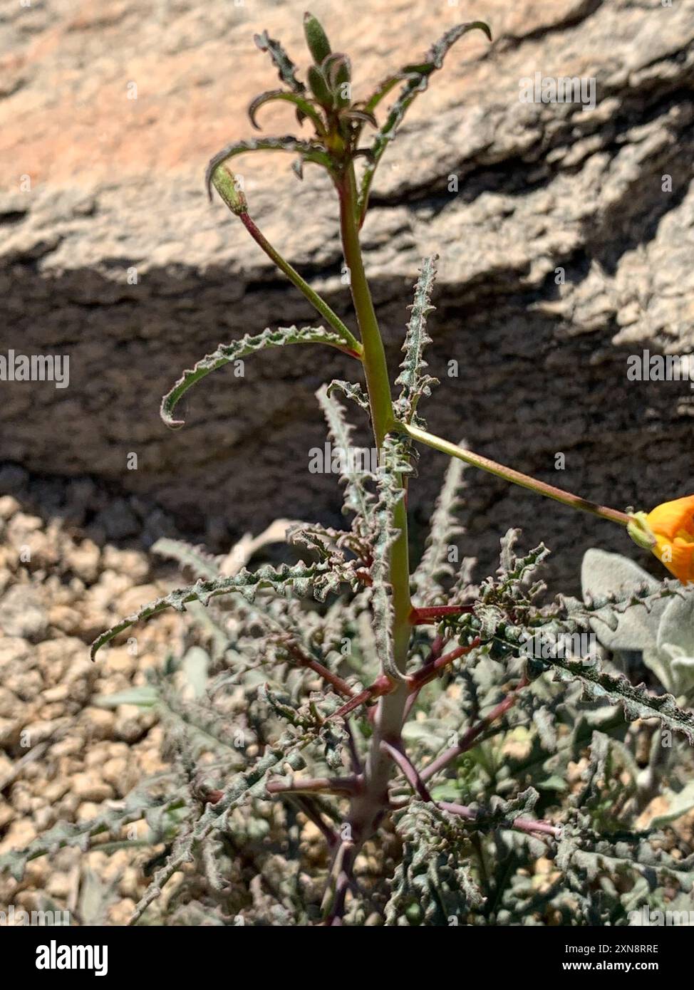 California primrose (Eulobus californicus) Plantae Stock Photo - Alamy