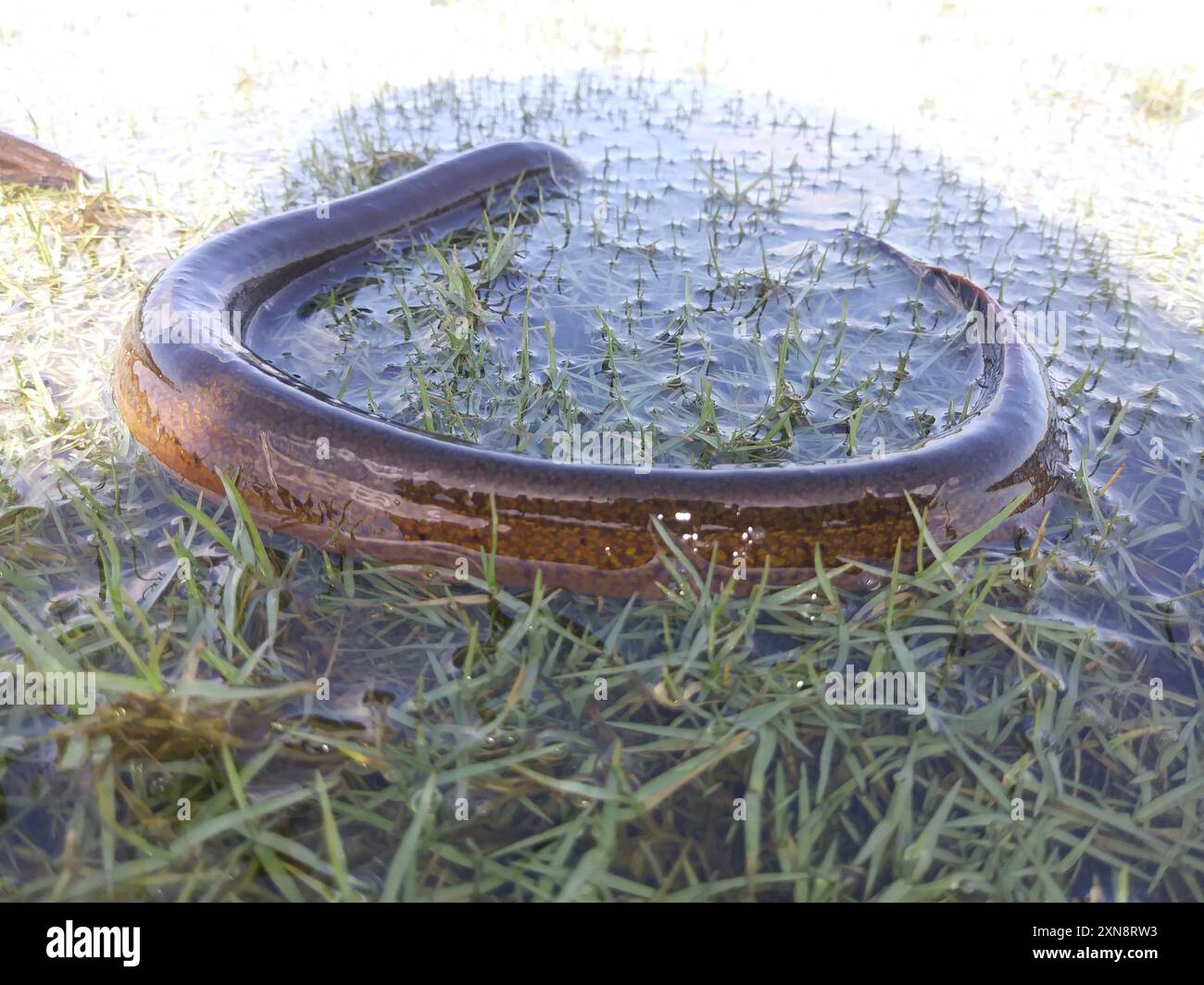 Asian Swamp Eel (Monopterus albus) Actinopterygii Stock Photo - Alamy