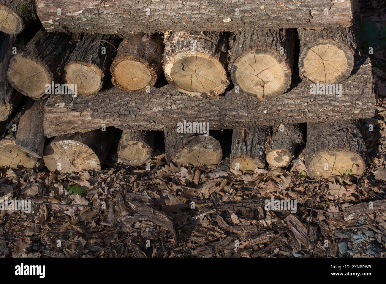 Tree logs stucked up hi-res stock photography and images - Alamy