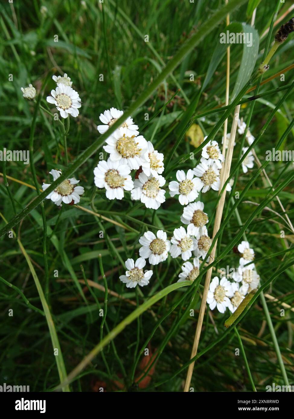 Sneezewort (Achillea ptarmica) Plantae Stock Photo - Alamy
