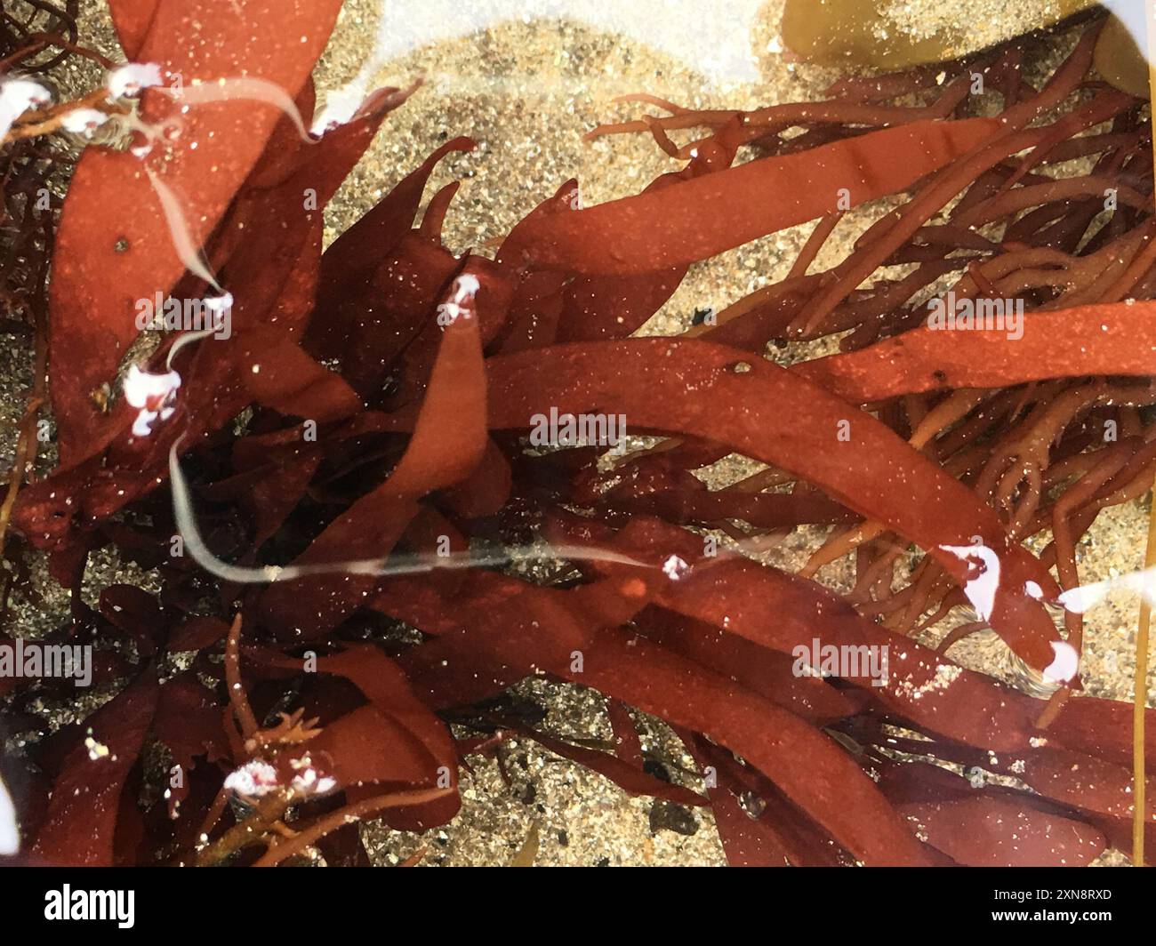 Bleach Weed (Prionitis sternbergii) Plantae Stock Photo - Alamy