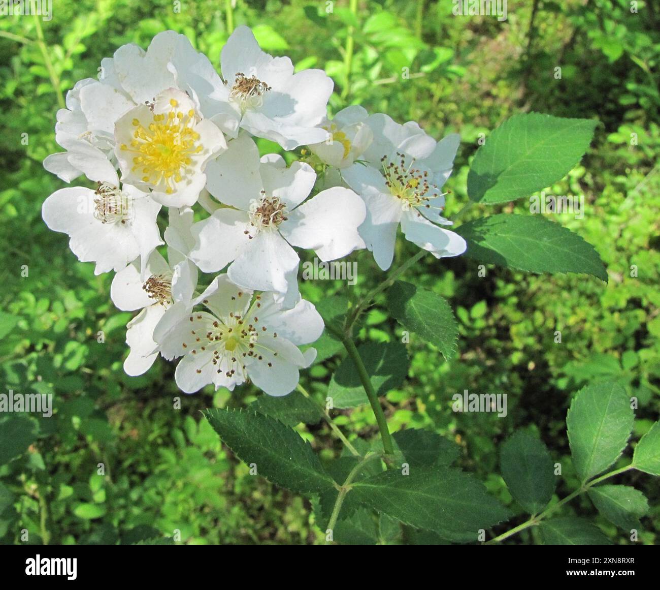 multiflora rose (Rosa multiflora) Plantae Stock Photo - Alamy