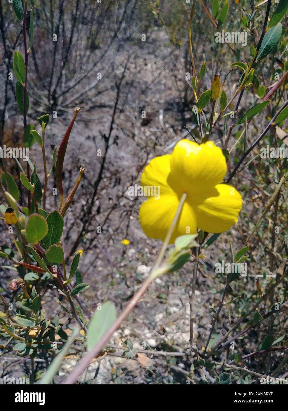 Bush Poppy (Dendromecon rigida) Plantae Stock Photo - Alamy