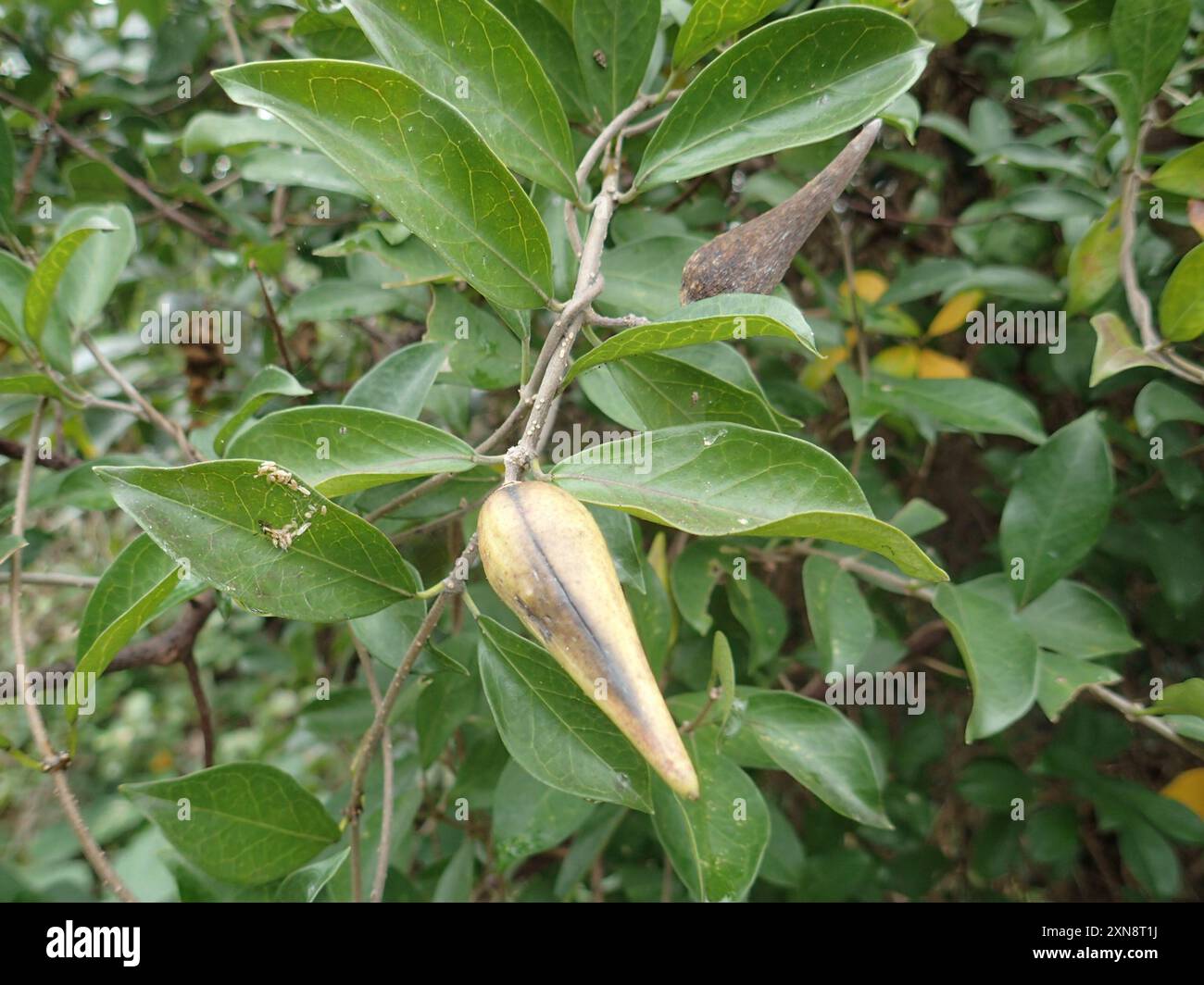 Australian Cow-plant (Gymnema sylvestre) Plantae Stock Photo - Alamy