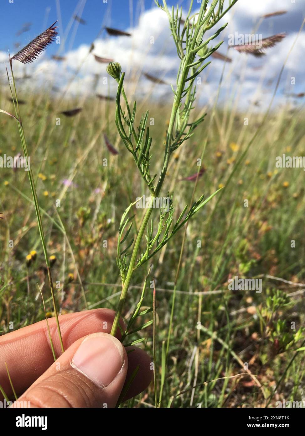 Wright's Dogweed (Adenophyllum wrightii) Plantae Stock Photo - Alamy