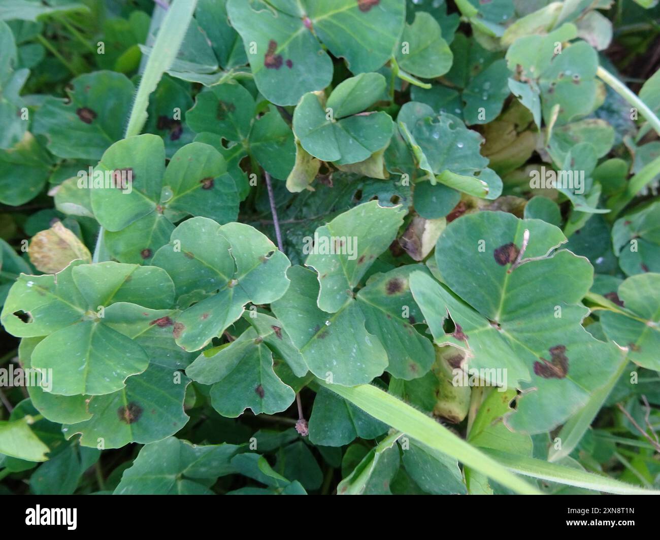 Spotted medick (Medicago arabica) Plantae Stock Photo - Alamy