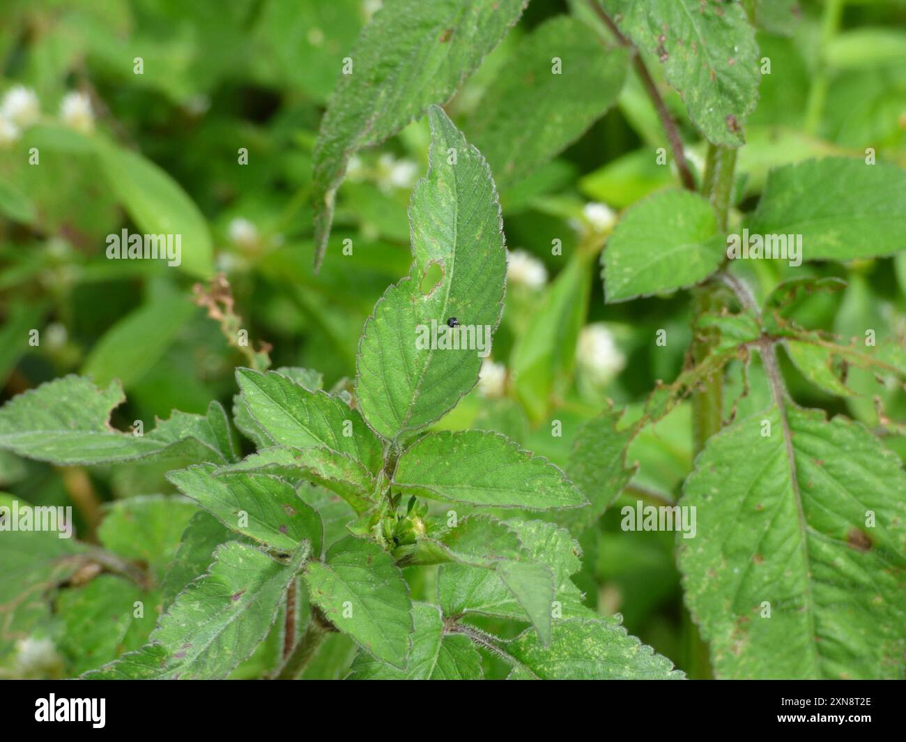 Typical Treehoppers (Membracidae) Insecta Stock Photo - Alamy