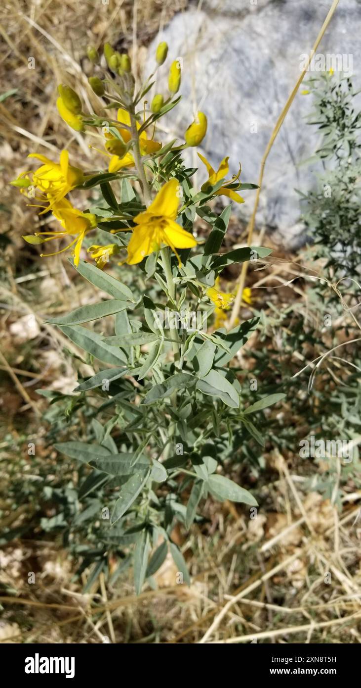 Bladderpod (Cleomella arborea) Plantae Stock Photo - Alamy