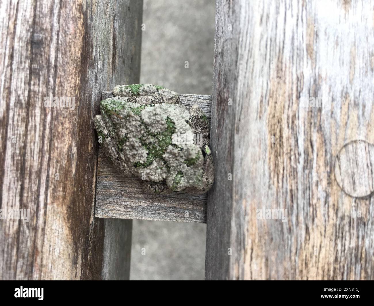 Holarctic Treefrogs (Hyla) Amphibia Stock Photo - Alamy