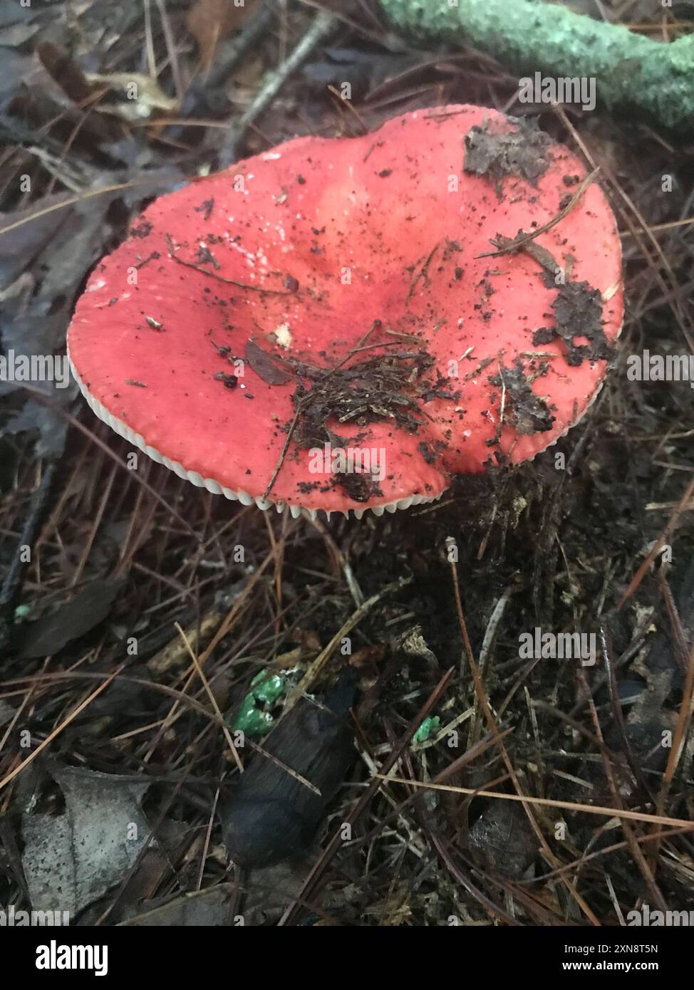 Fragile Brittlegill (Russula fragilis) Fungi Stock Photo - Alamy