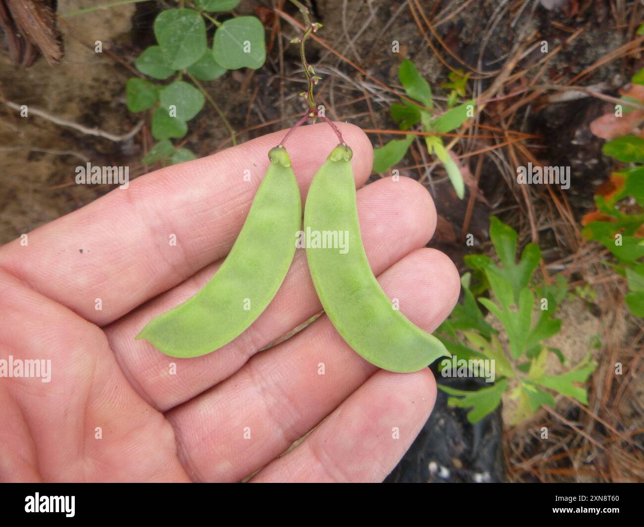 Polystachios hi-res stock photography and images - Alamy