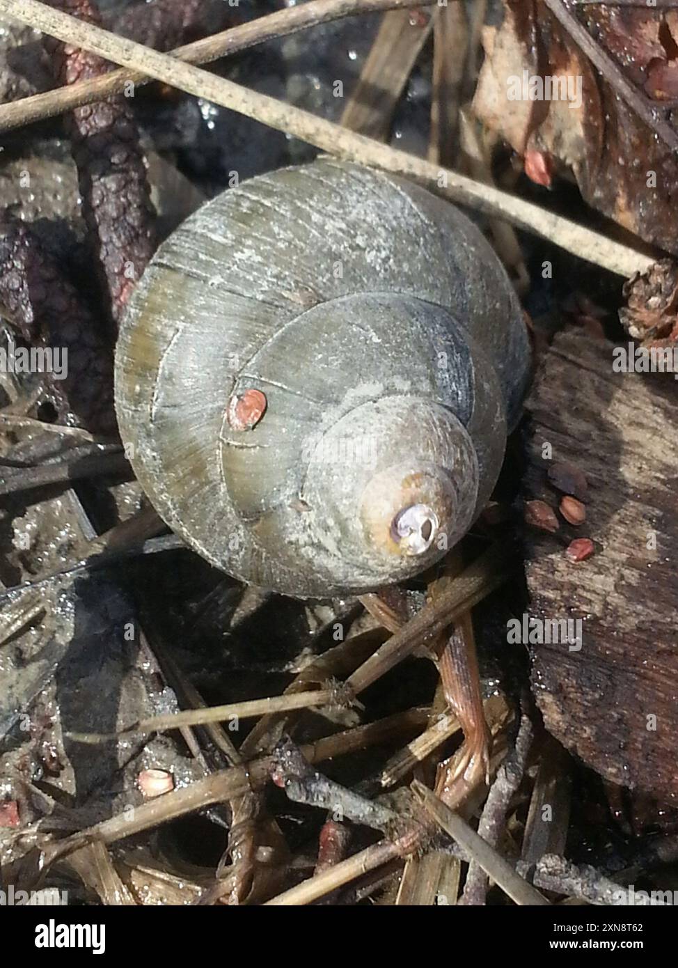 Cipangopaludina chinensis hi-res stock photography and images - Alamy