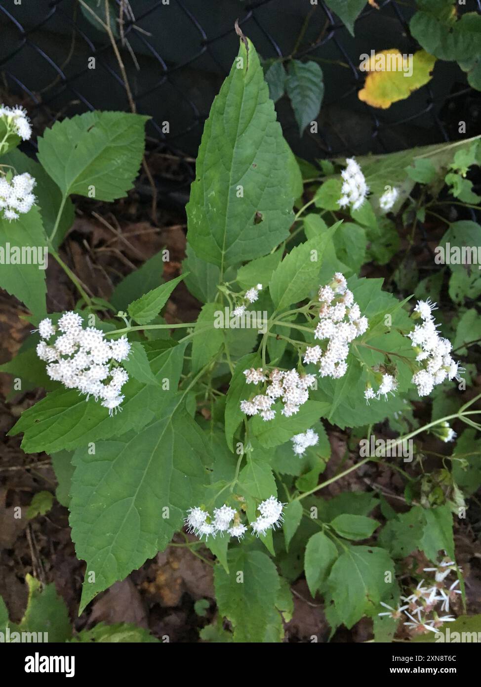 white snakeroot (Ageratina altissima) Plantae Stock Photo - Alamy