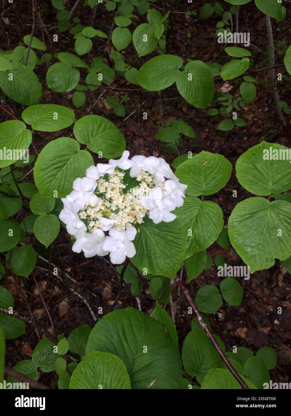 hobblebush (Viburnum lantanoides) Plantae Stock Photo - Alamy