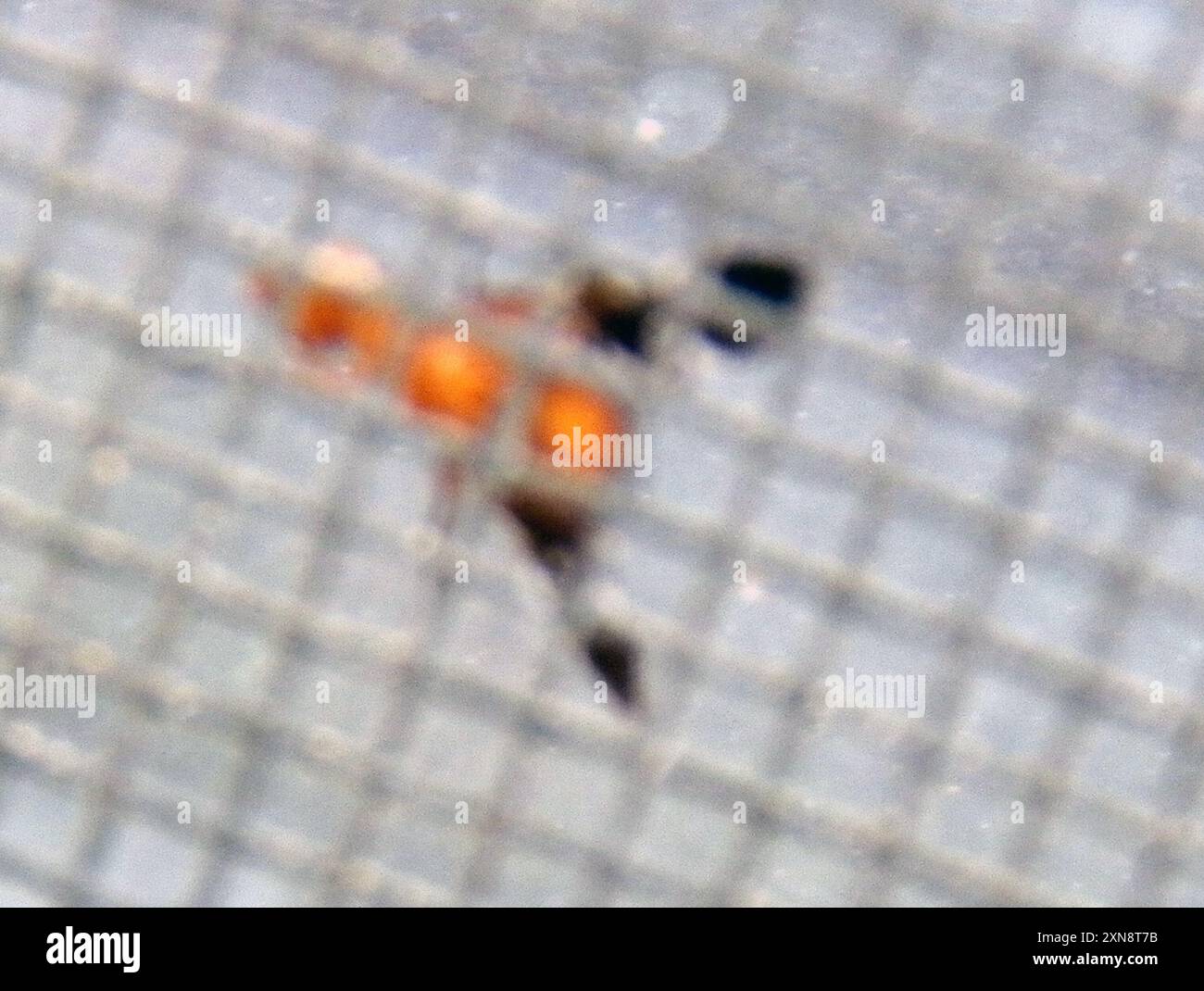 Common Picture-winged Fly (Delphinia picta) Insecta Stock Photo - Alamy