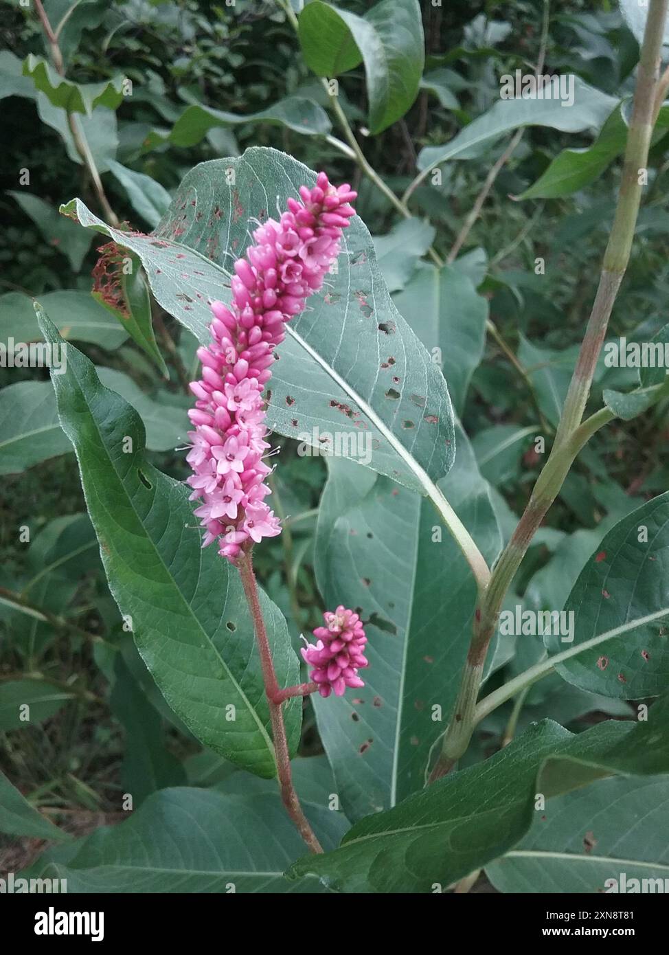 longroot smartweed (Persicaria amphibia emersa) Plantae Stock Photo - Alamy