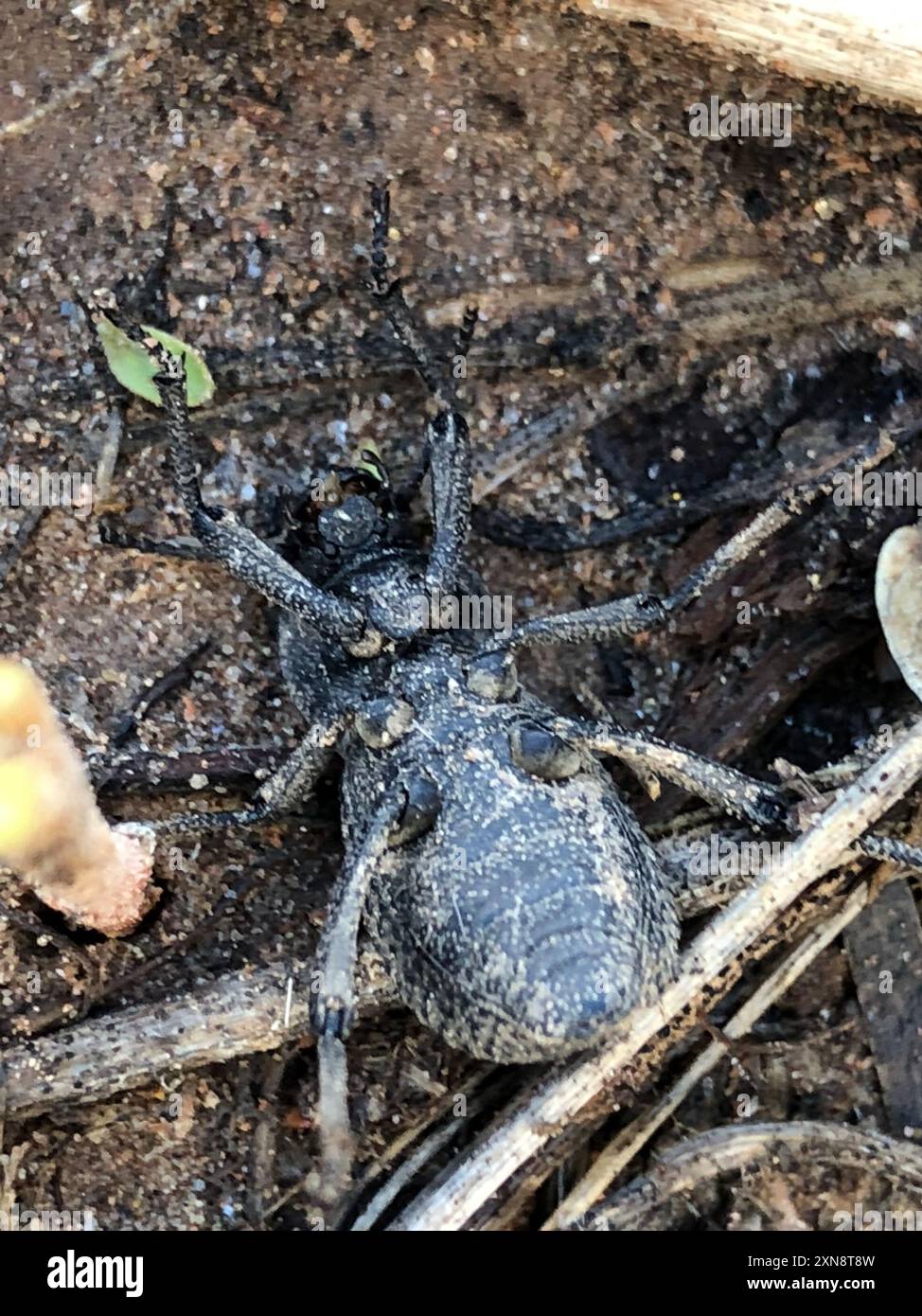 Variolosa hi-res stock photography and images - Alamy