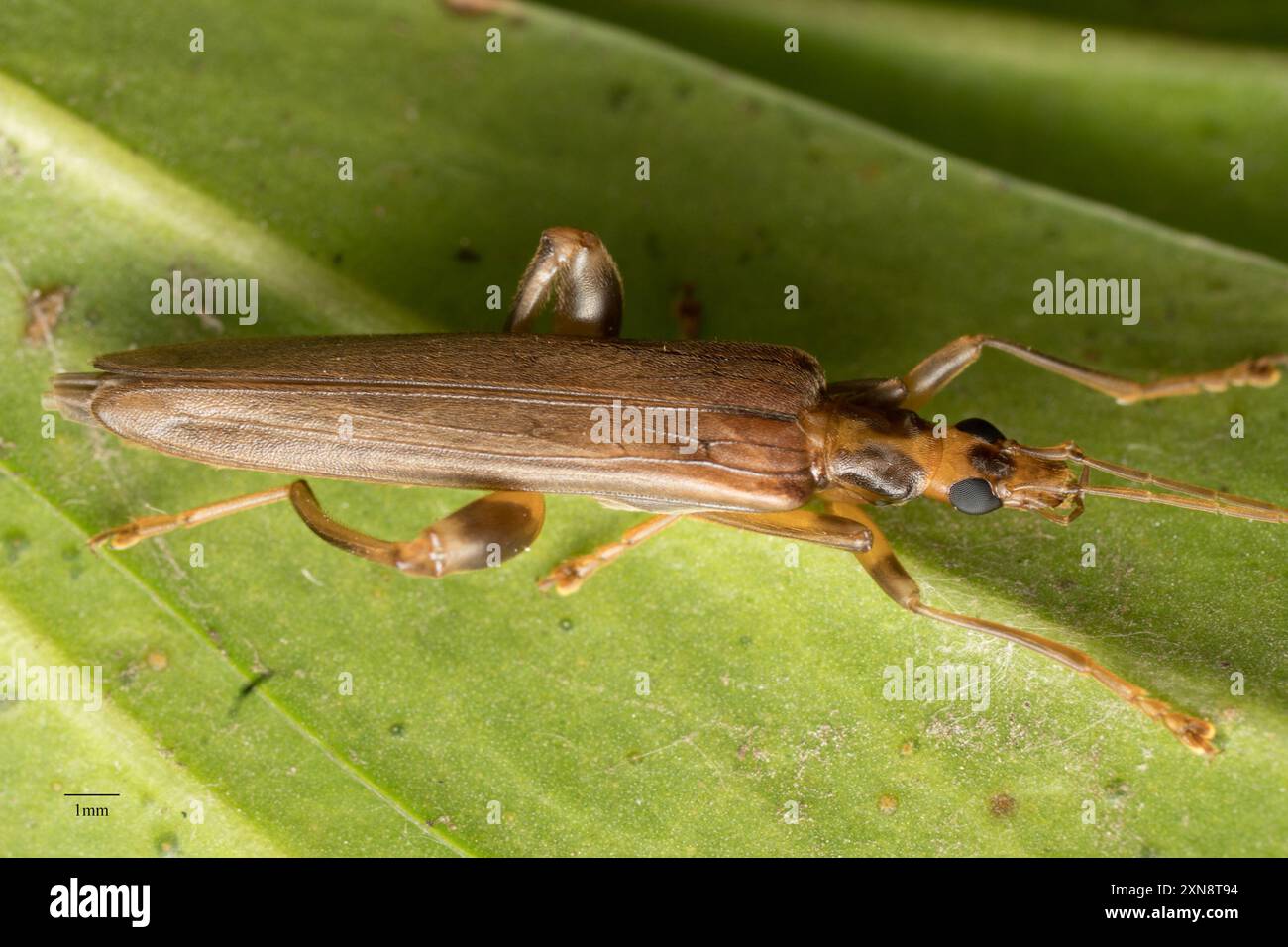 (Oedemera femoralis) Insecta Stock Photo - Alamy
