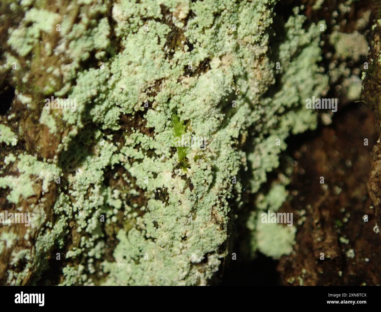 Fluffy Dust Lichen (Lepraria finkii) Fungi Stock Photo - Alamy